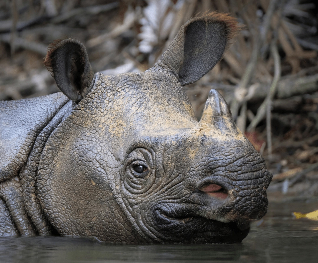 Help protect the rarest rhino on earth